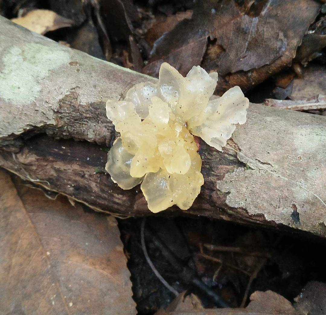 Jelly fungi (Tremella species and others) – Ligaya Garden