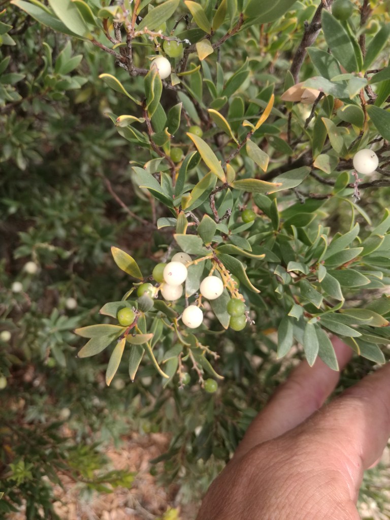 Coastal Bearded Heath, Native Currant (Leucopogon parviflorus) – Ligaya ...