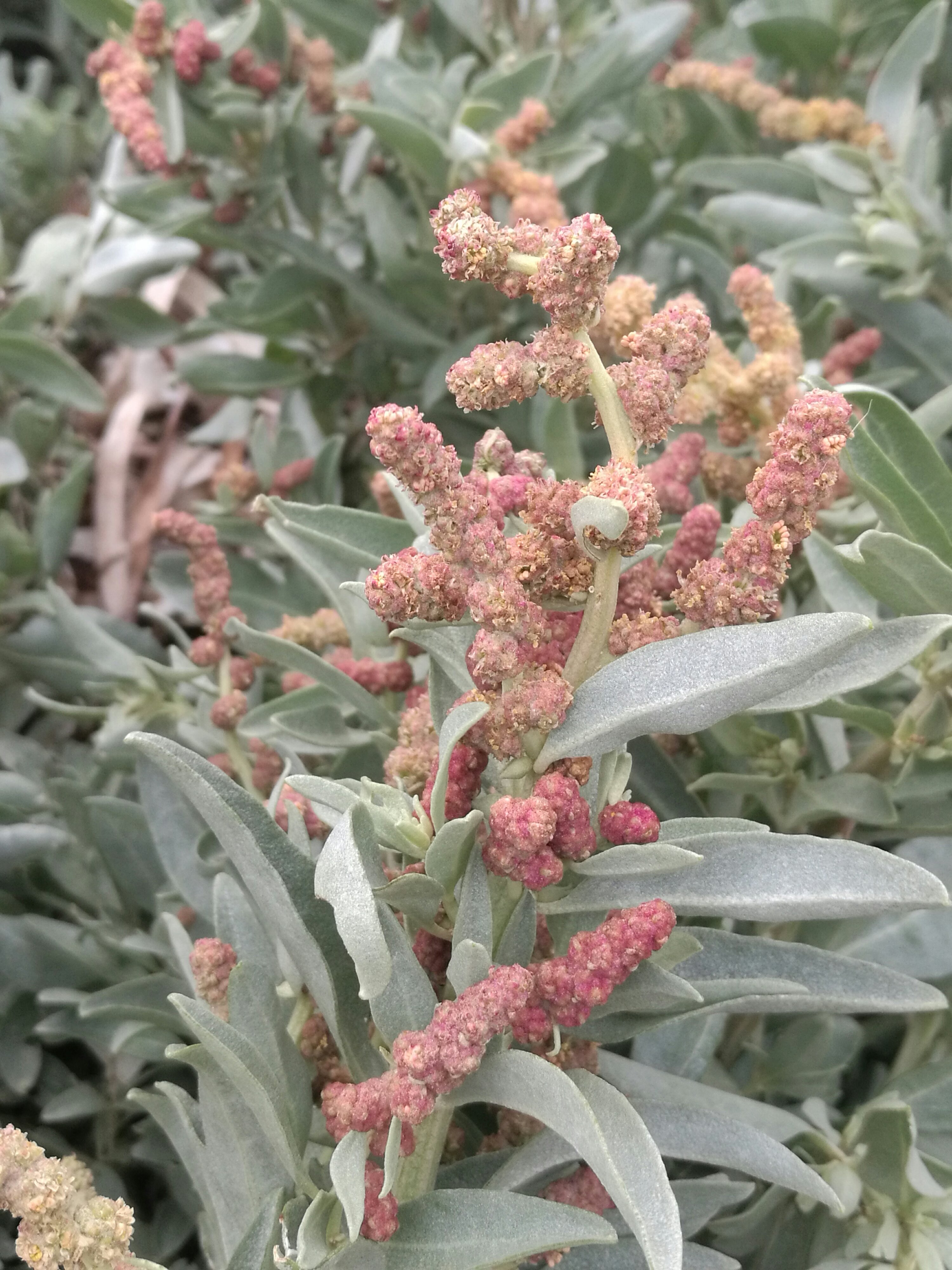 Coast Saltbush, Grey Saltbush (Atriplex cinerea) – Ligaya Garden