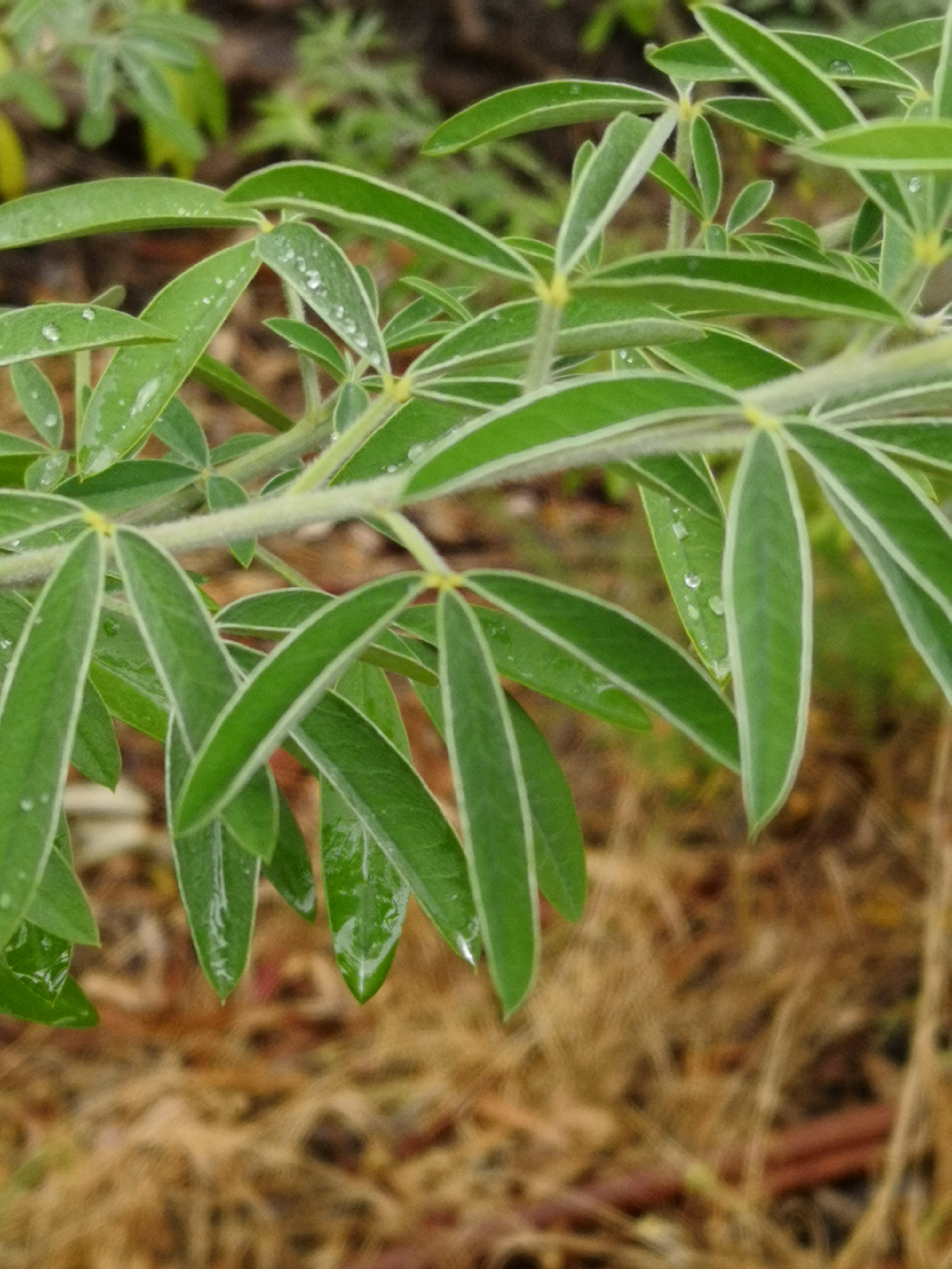 Tagasaste, Tree Lucerne (Cytisus proliferus) – Ligaya Garden
