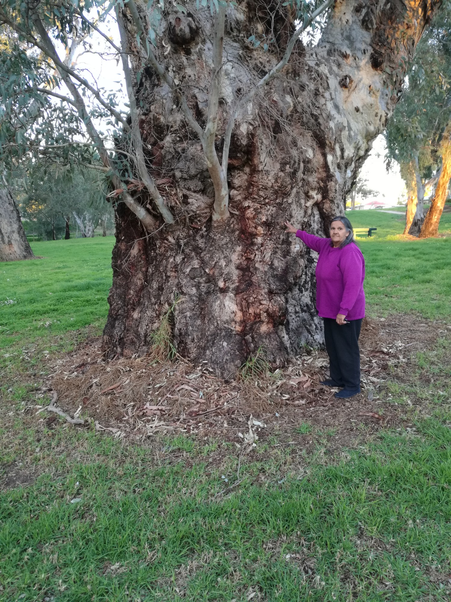 River Red Gums River Red Gum (Eucalyptus Camaldulensis) (Myrtaceae)