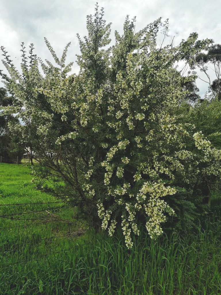 Tagasaste, Tree Lucerne (Cytisus proliferus) – Ligaya Garden
