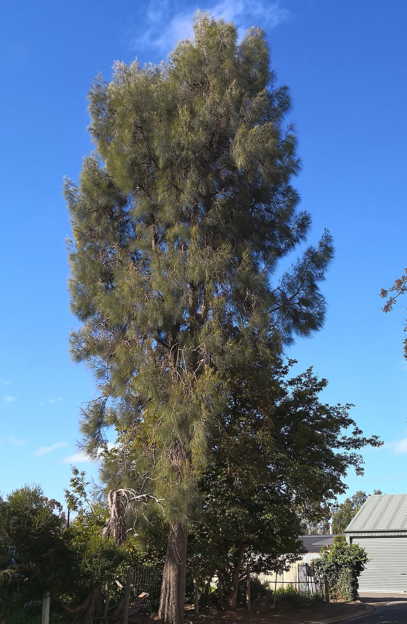 Drooping Sheoak (Allocasurina verticillata) – Ligaya Garden