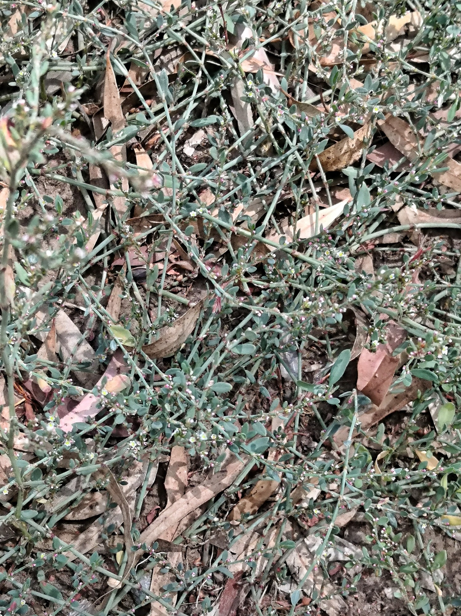 Wireweed (Polygonum aviculare) – Ligaya Garden