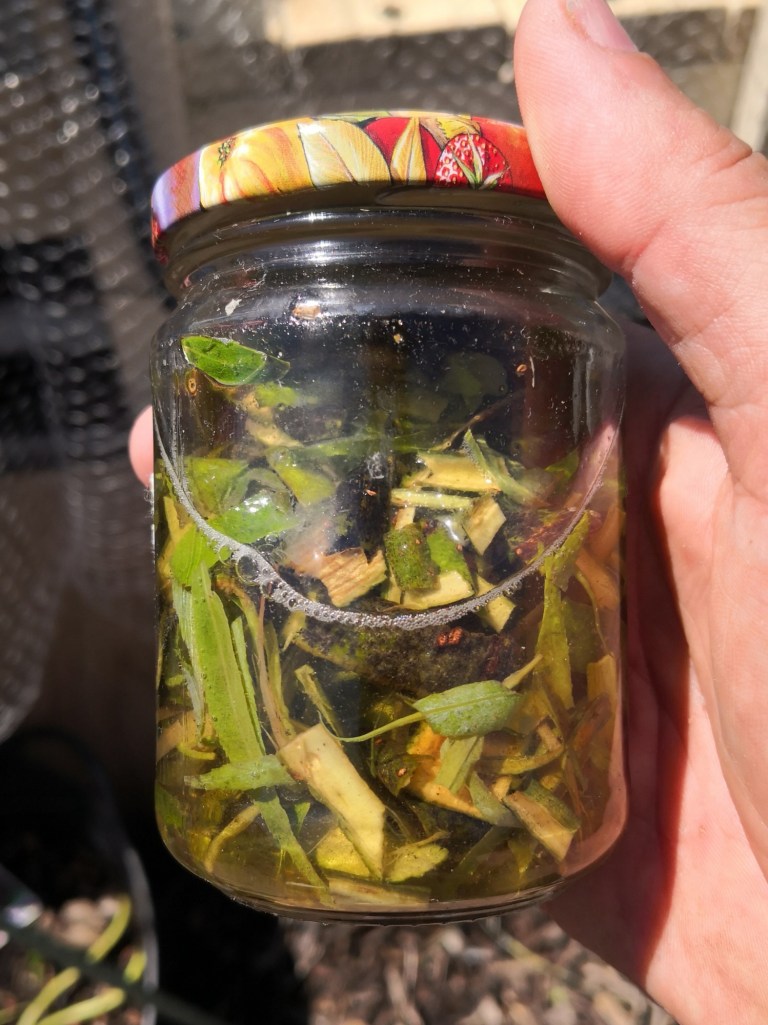 DIY rooting hormone – Ligaya Garden