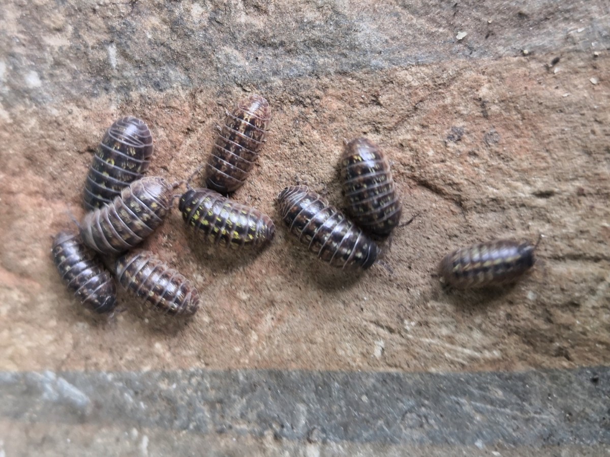 Slaters – Crustaceans in your garden. – Ligaya Garden