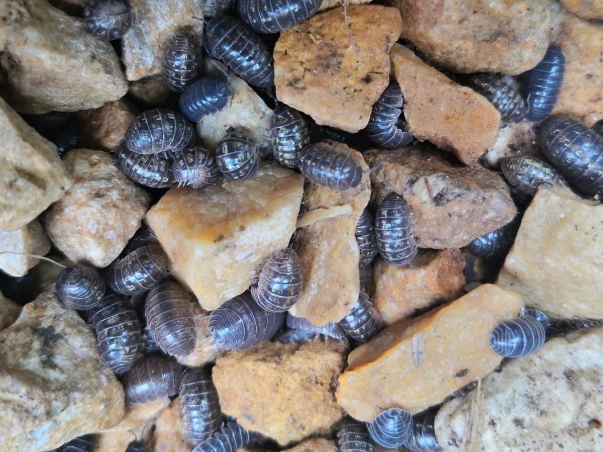 Slaters – Crustaceans in your garden. – Ligaya Garden