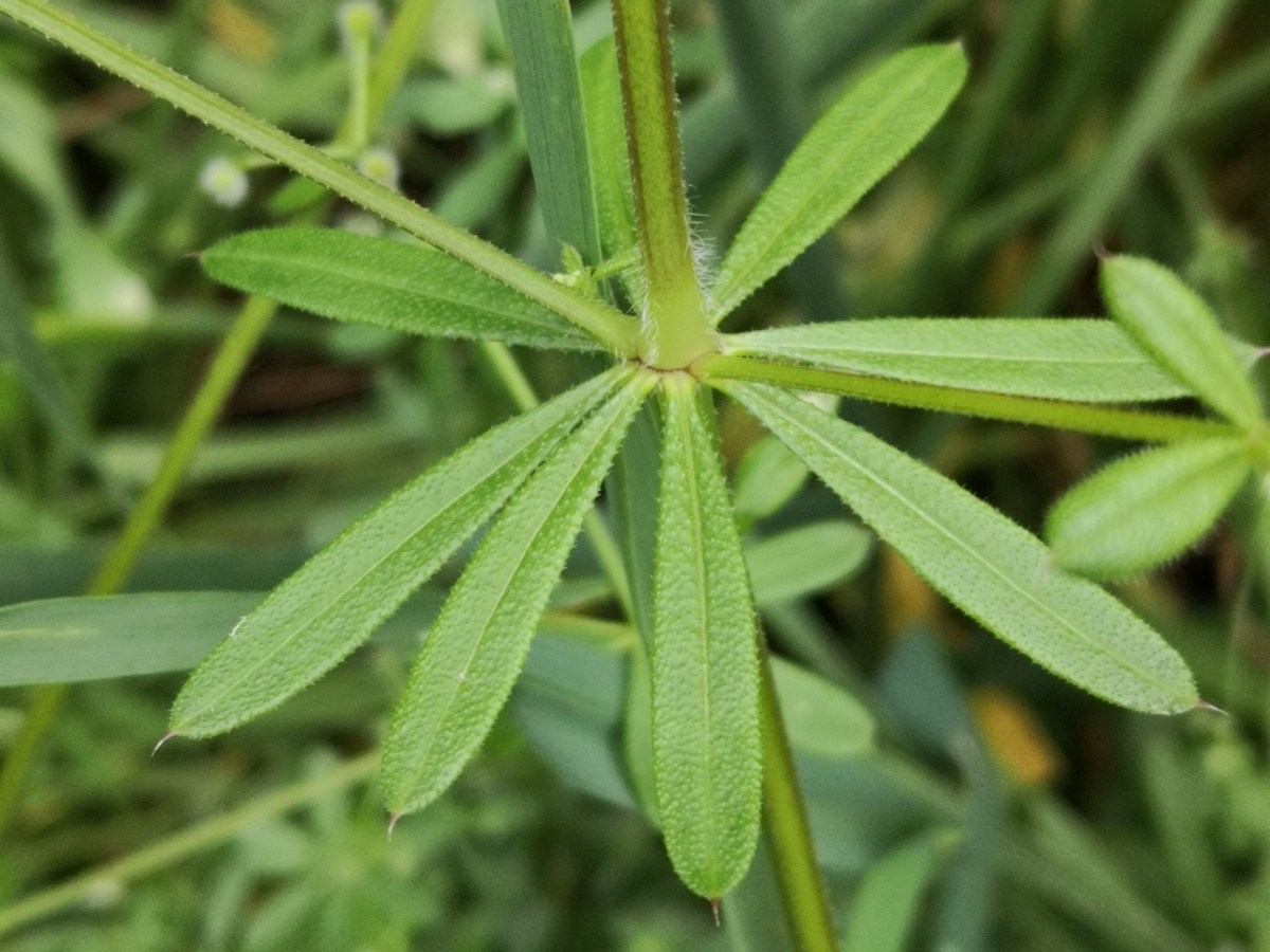 Cleavers (Galium aparine) – Ligaya Garden