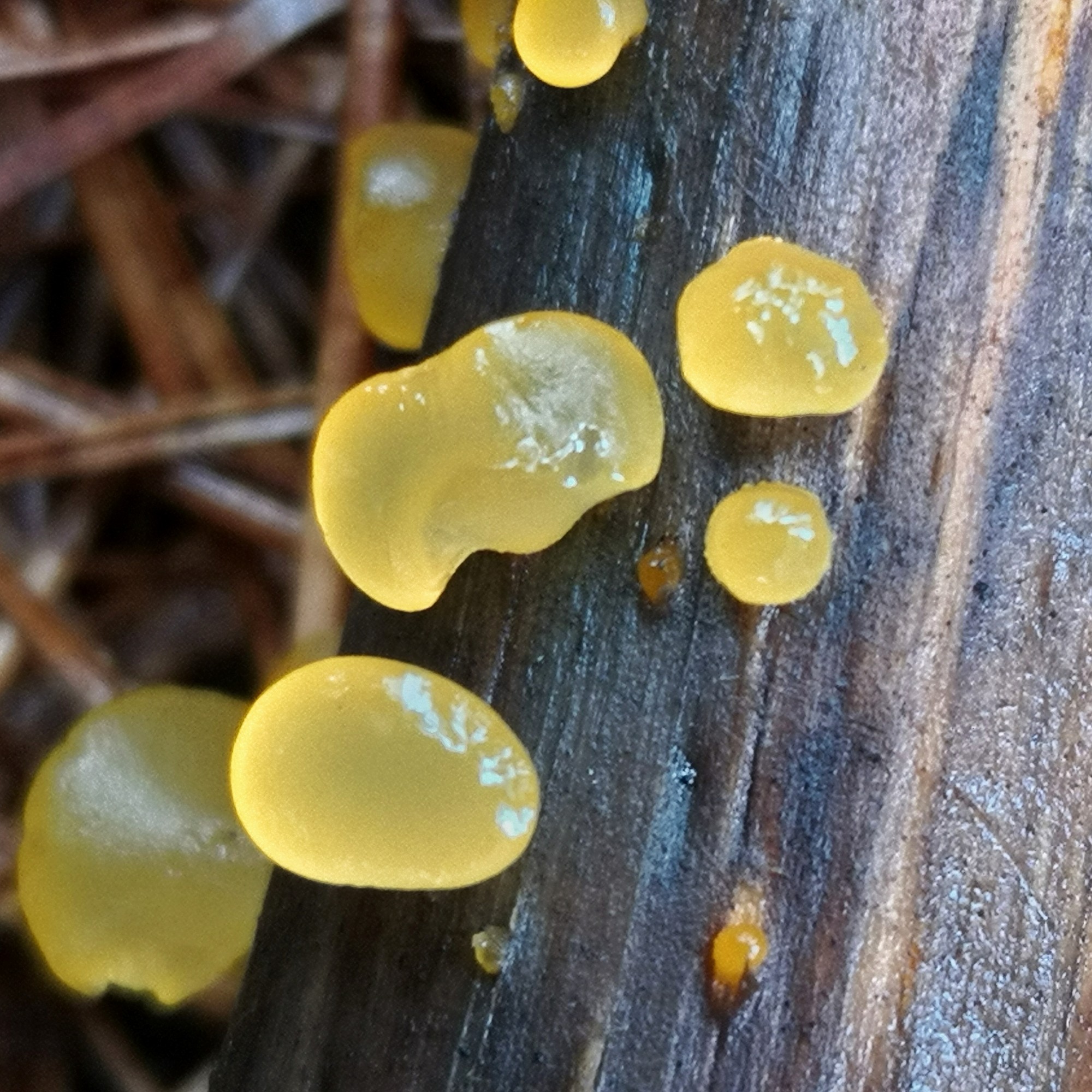 Jelly fungi (Tremella species and others) – Ligaya Garden