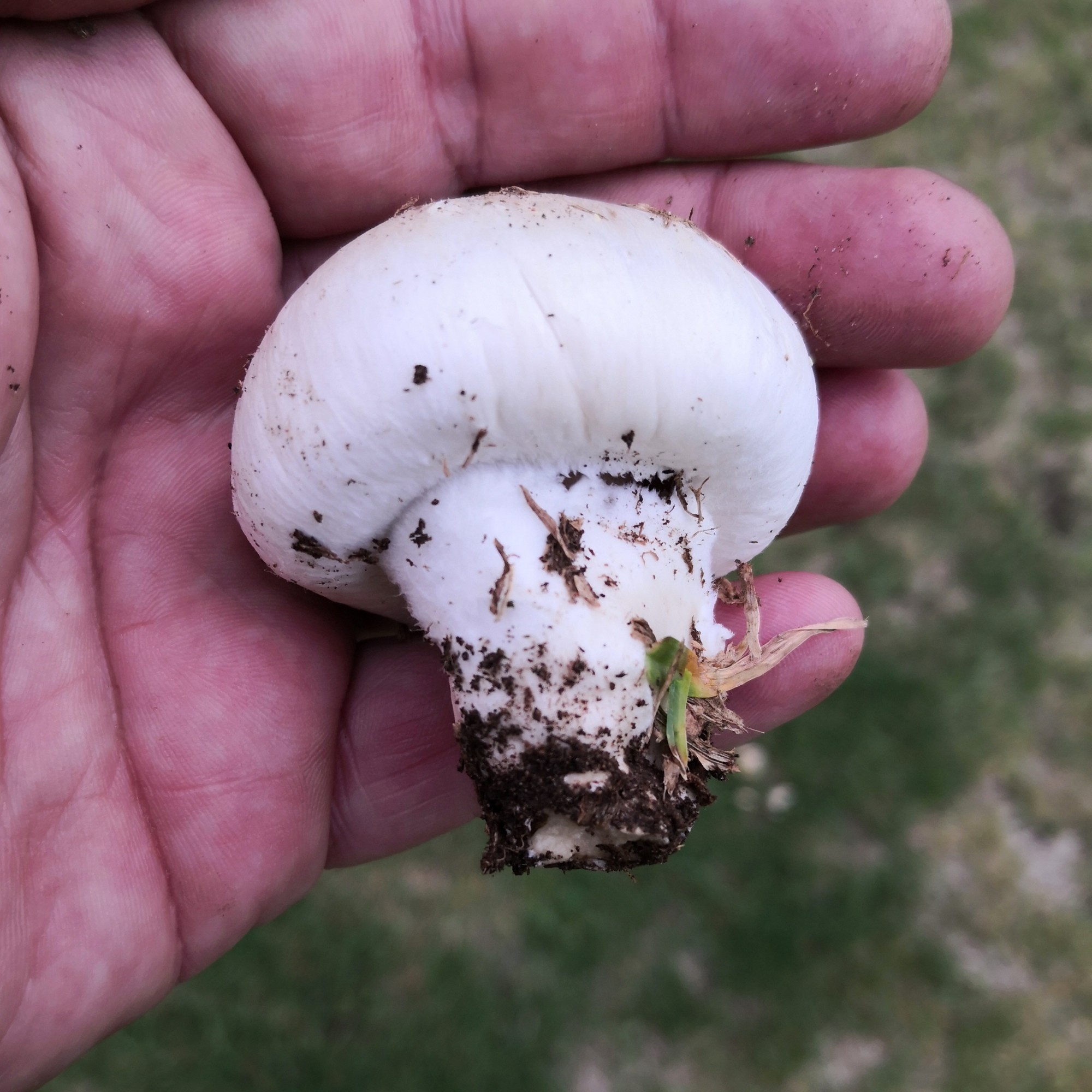 Button Mushroom (Agaricus bisporus) – Ligaya Garden