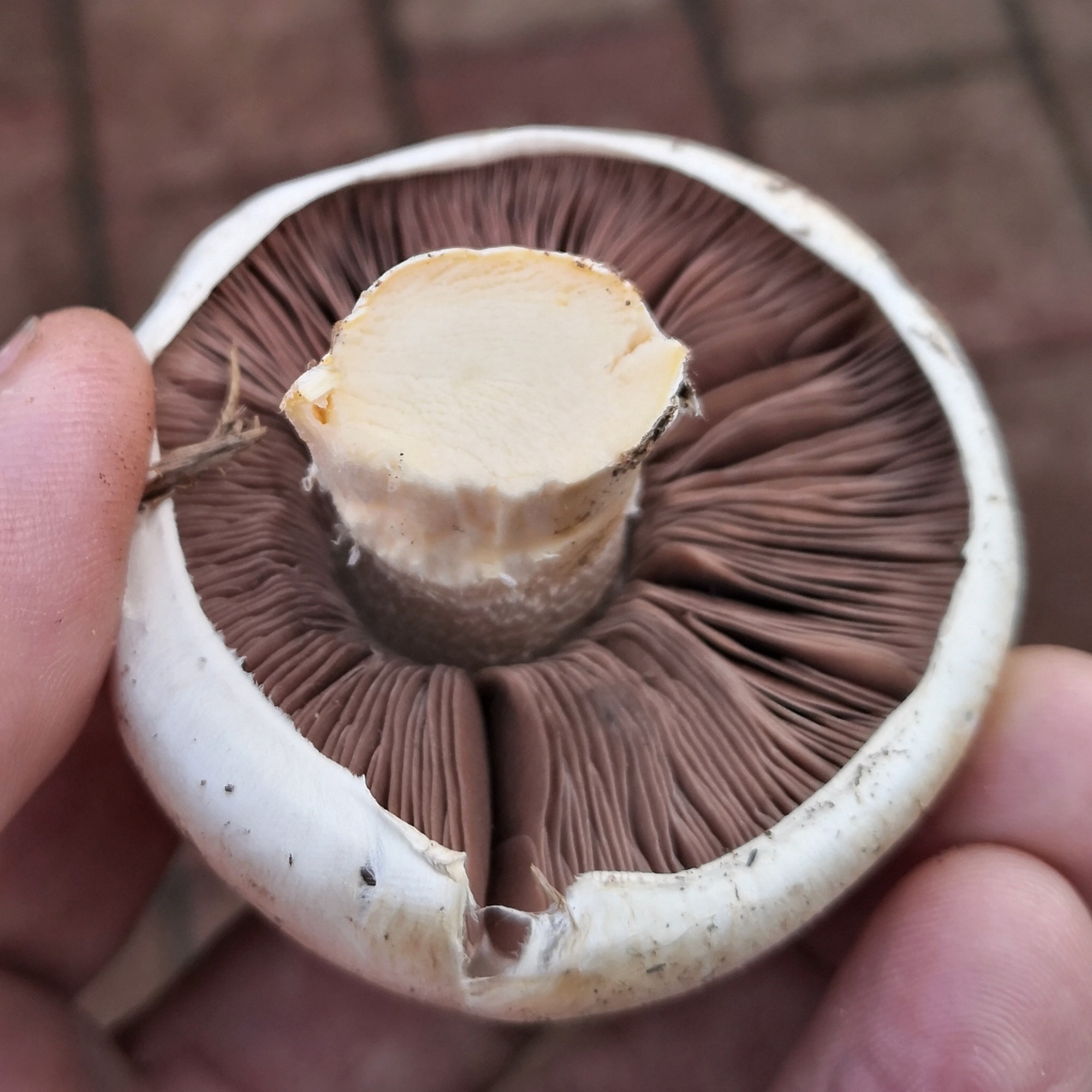 Button Mushroom (Agaricus bisporus) – Ligaya Garden