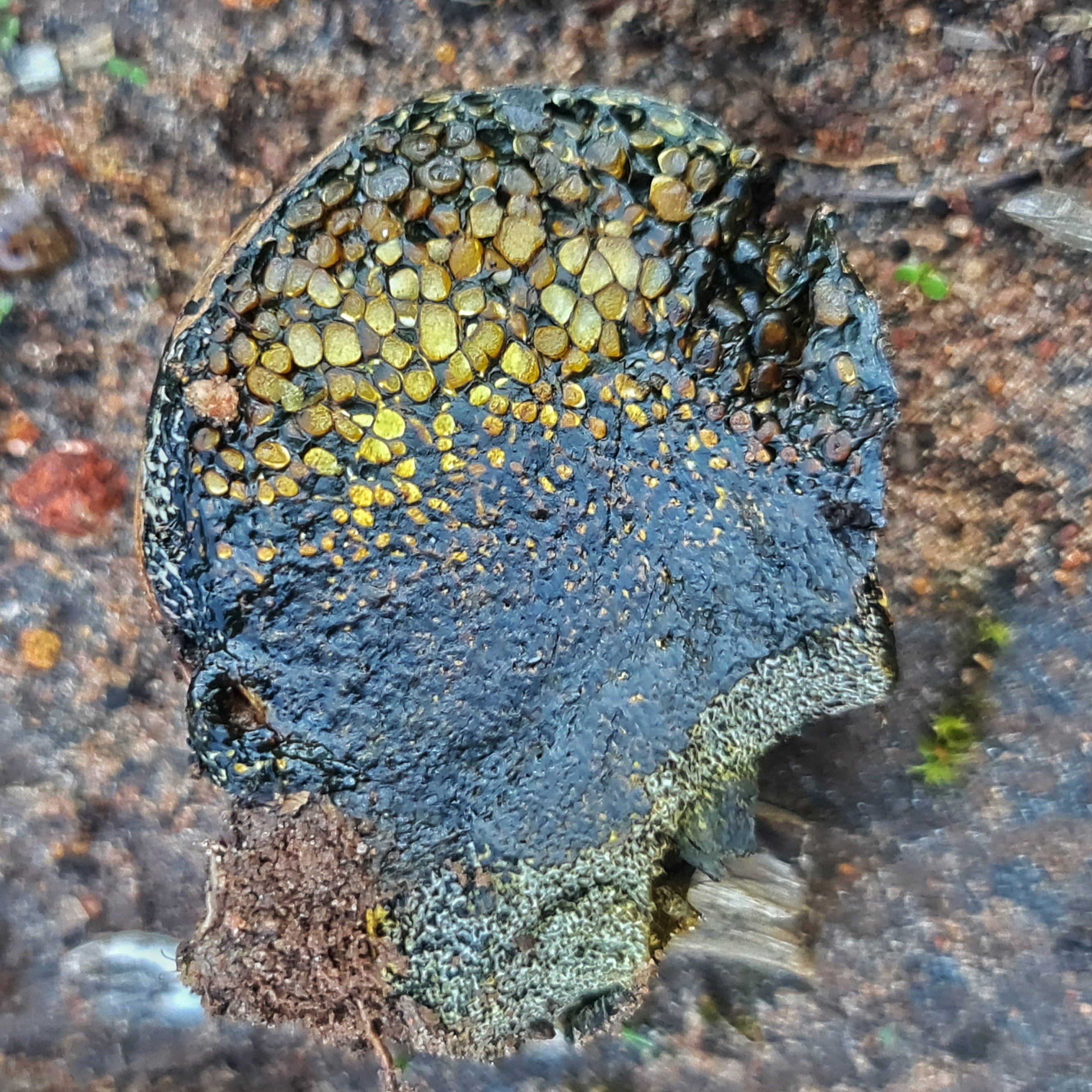 Horse Dung Fungus, Dyeball (Pisolithus arrhizus) – Ligaya Garden