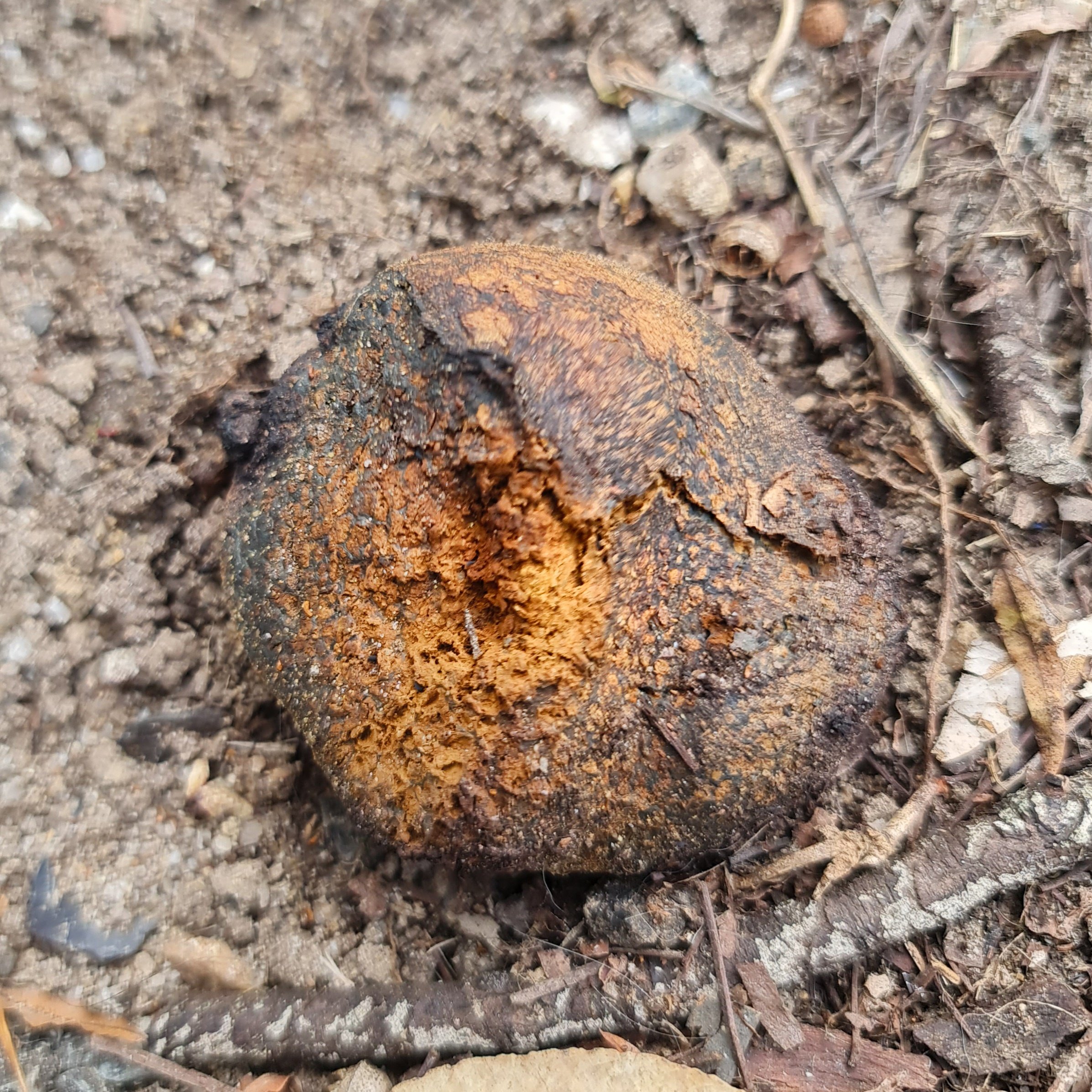 Horse Dung Fungus, Dyeball (Pisolithus arrhizus) – Ligaya Garden
