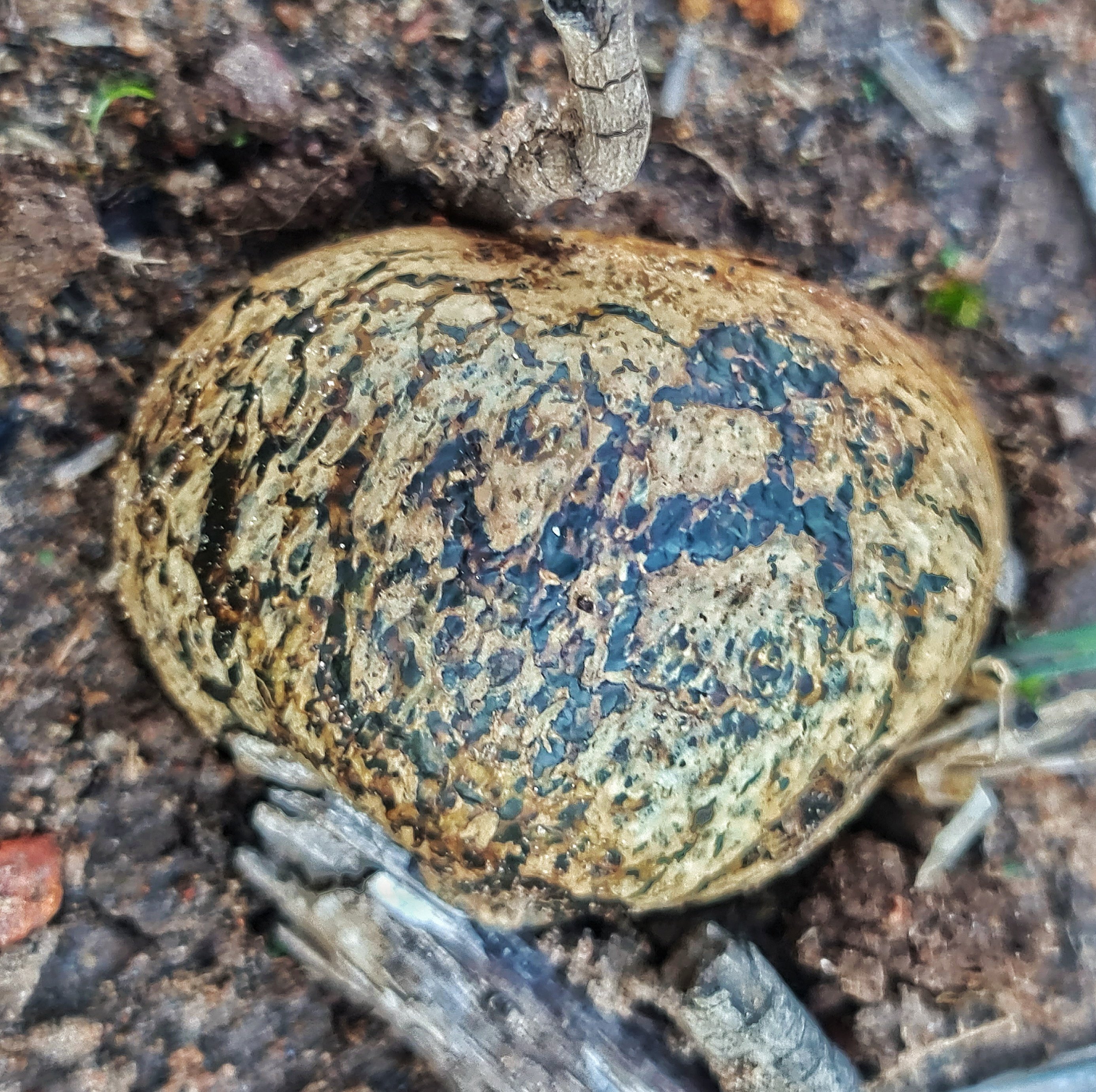 Horse Dung Fungus, Dyeball (Pisolithus arrhizus) – Ligaya Garden