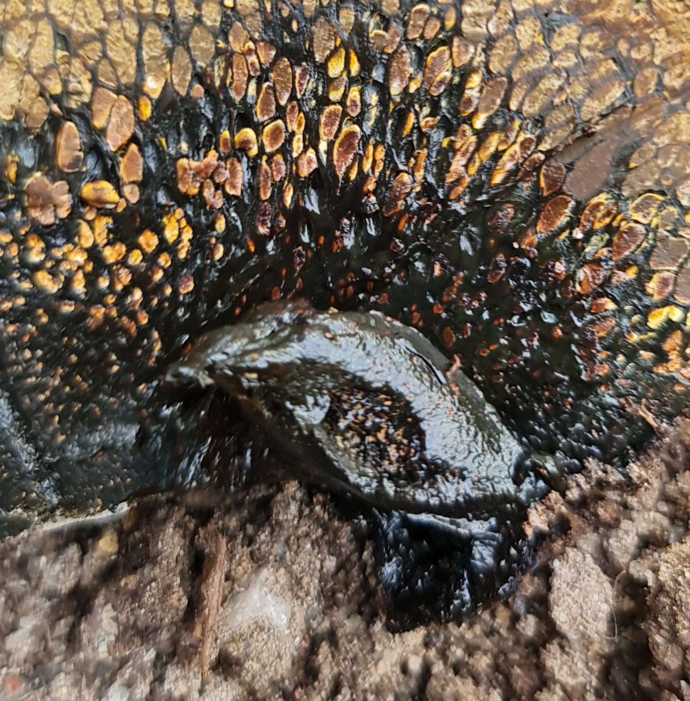 Horse Dung Fungus, Dyeball (Pisolithus arrhizus) – Ligaya Garden