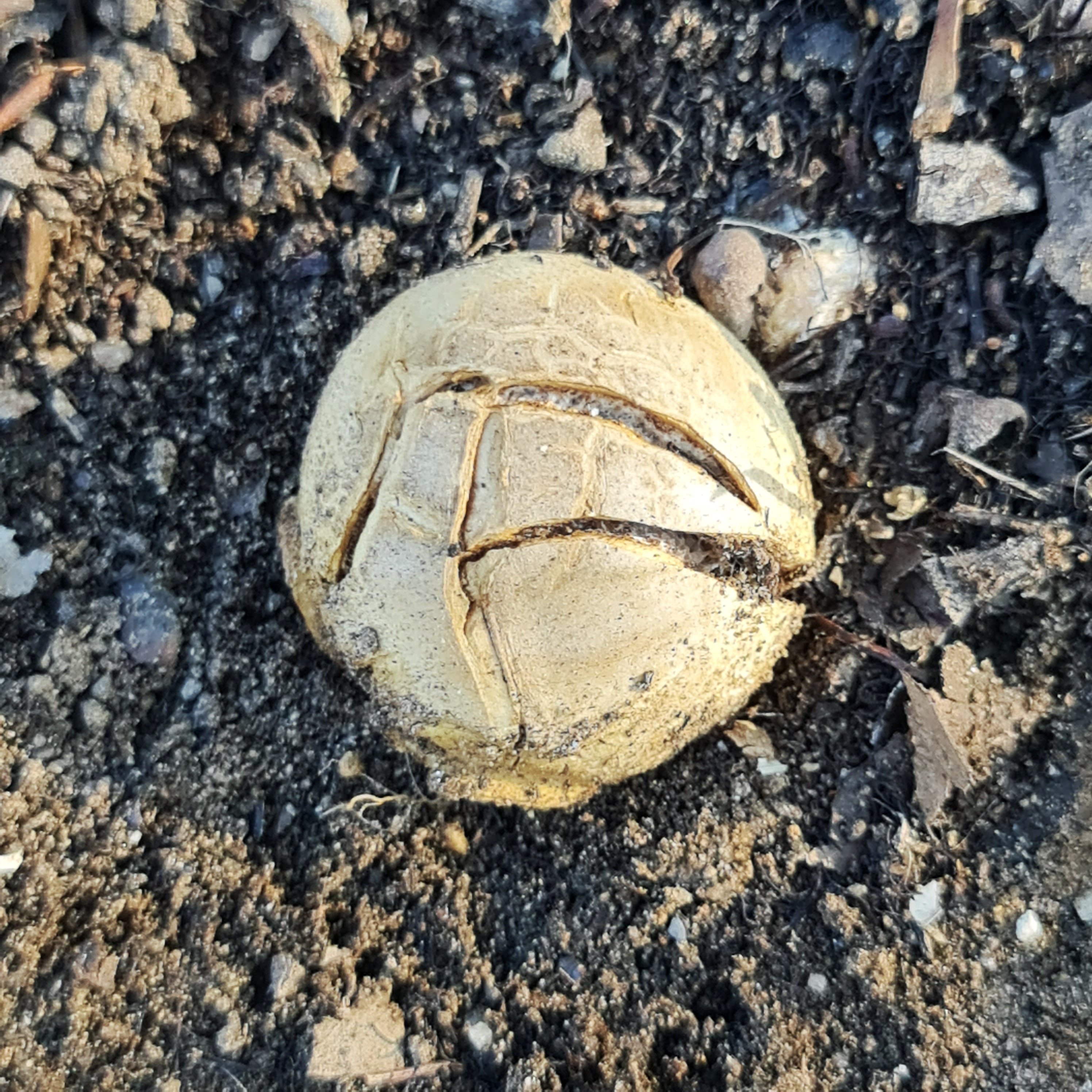 Horse Dung Fungus, Dyeball (Pisolithus arrhizus) – Ligaya Garden