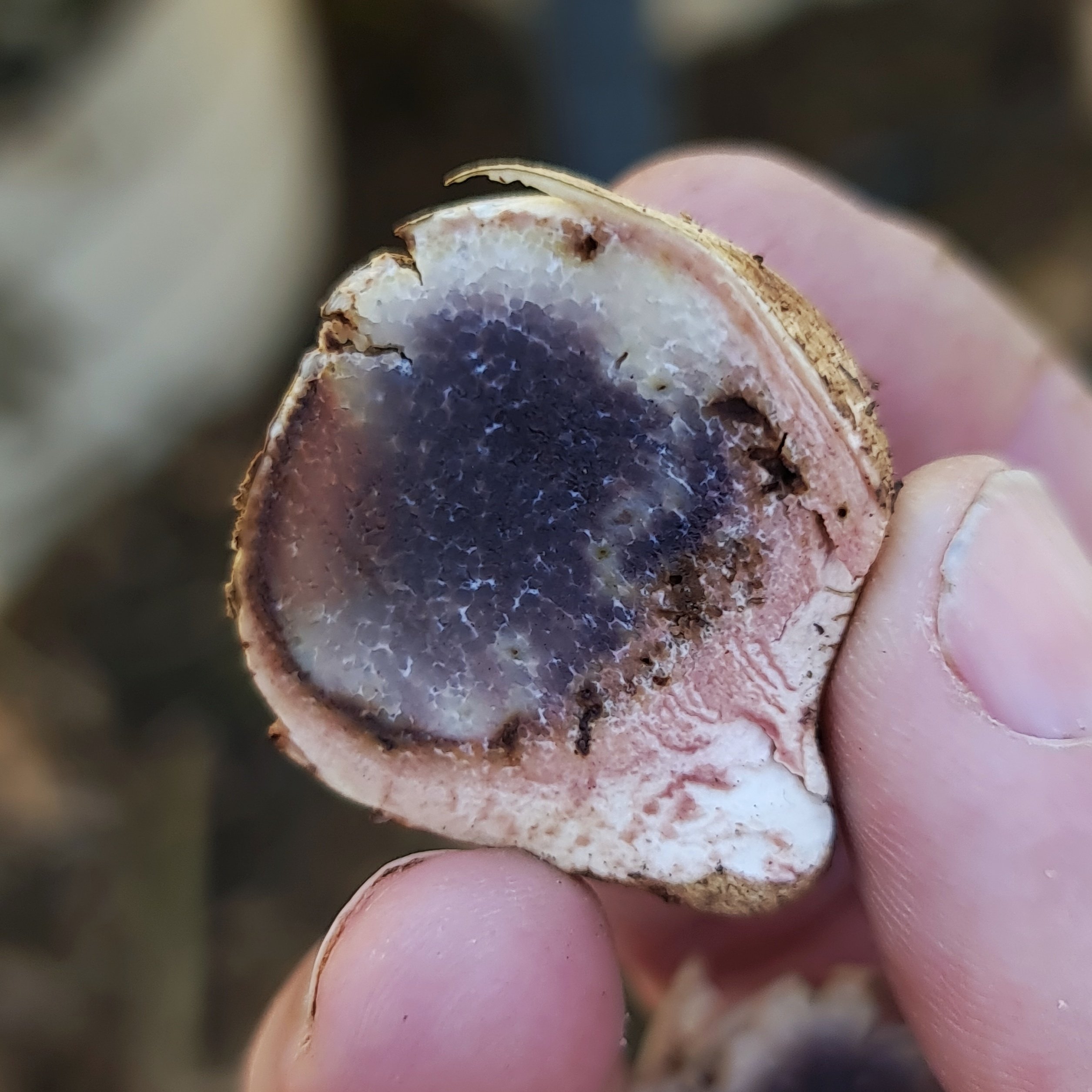 Horse Dung Fungus, Dyeball (Pisolithus arrhizus) – Ligaya Garden