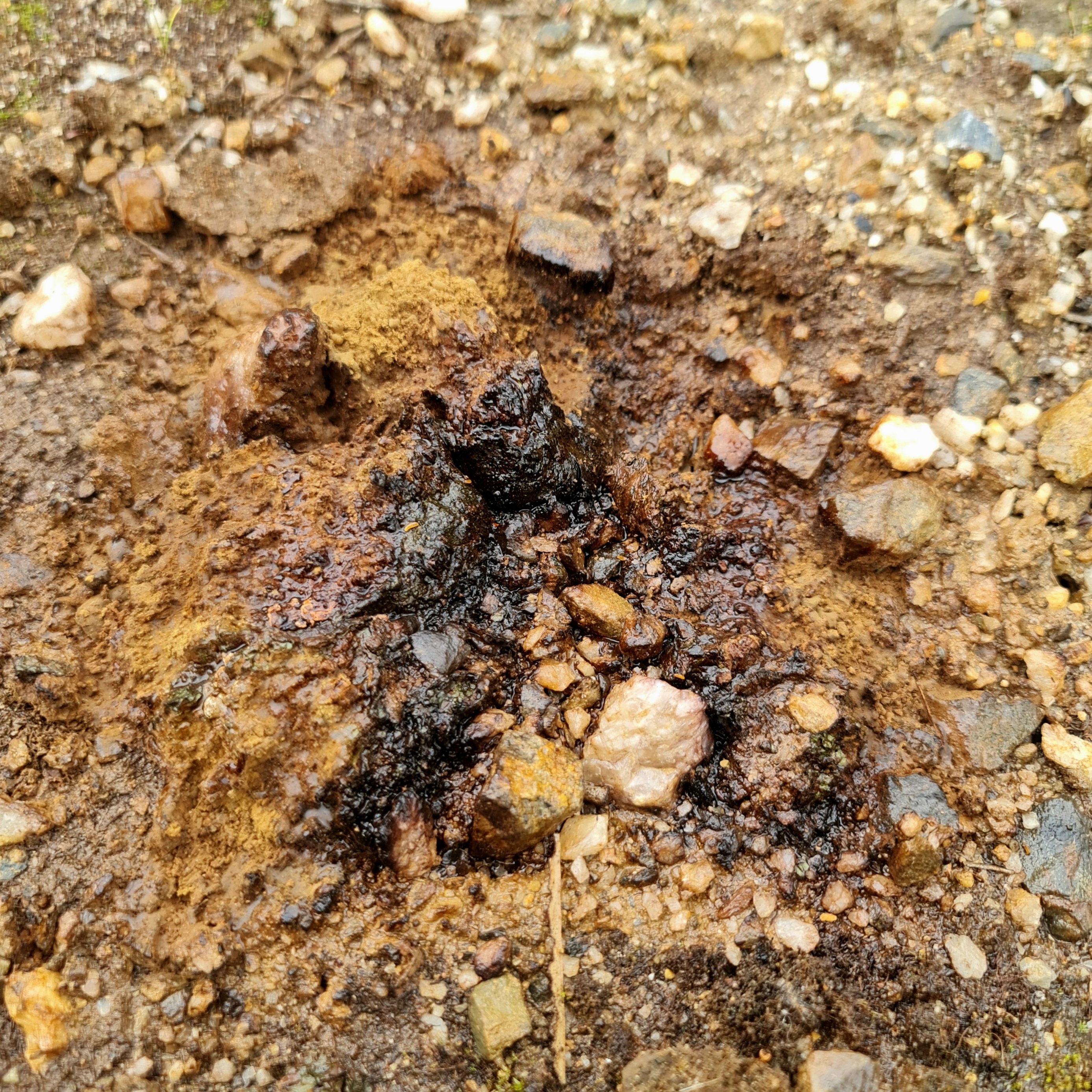 Horse Dung Fungus, Dyeball (Pisolithus arrhizus) – Ligaya Garden