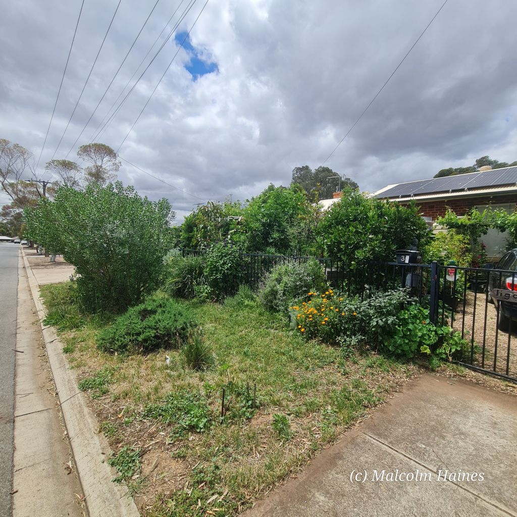 Spring Garden walk around – Ligaya Garden